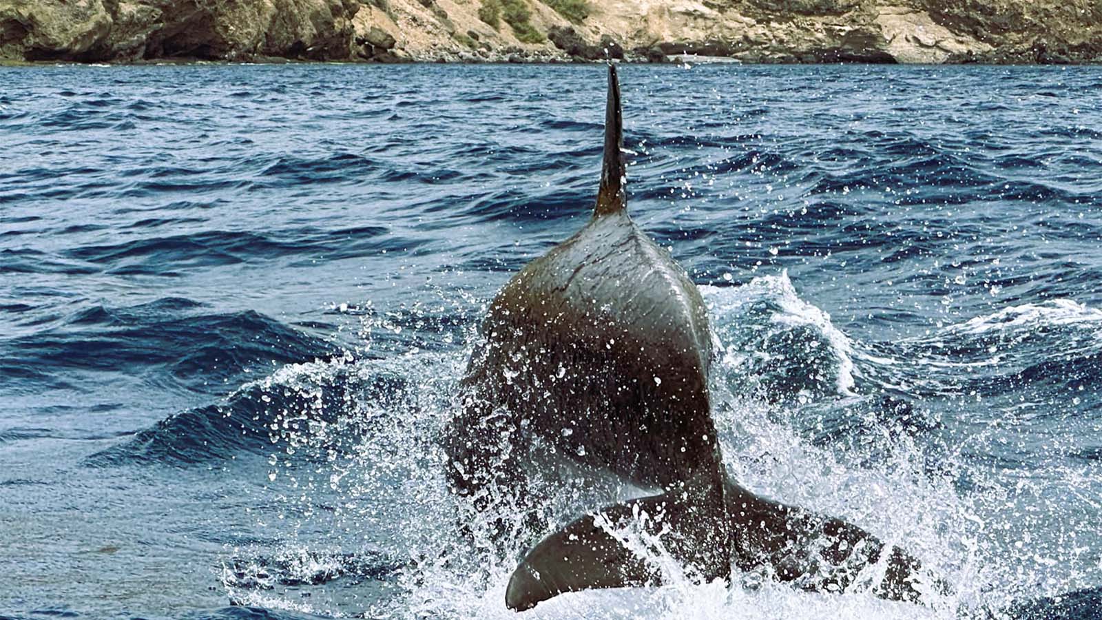 Santiago Island, Cape Verde - Mountain biking at its finest off the ...